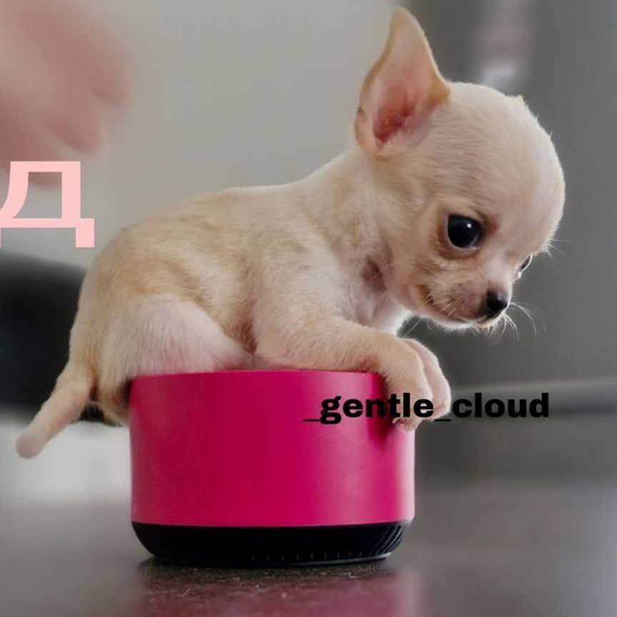 Чихуахуа, щенок