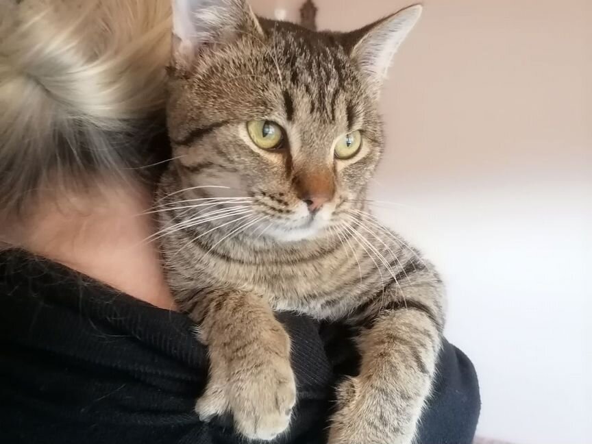 Котенок подросток в добрые руки