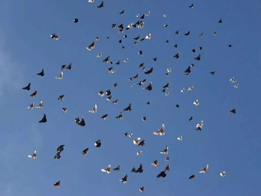 Голуби Николаевские