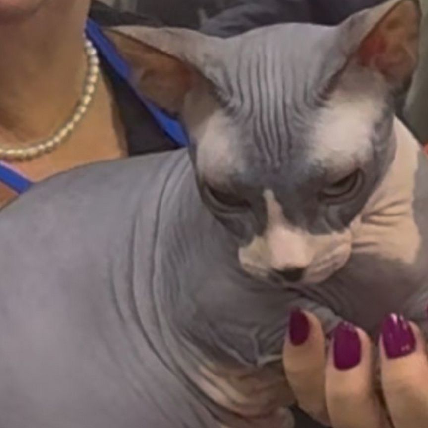 Бамбино, взрослая кошка