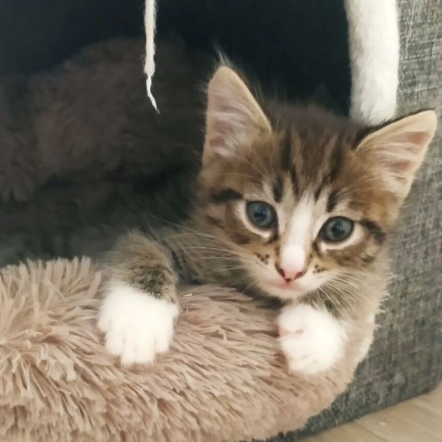 Котёнок в добрые руки