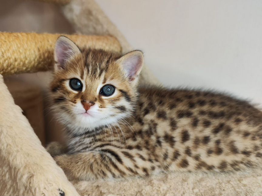 Котята алк ф1