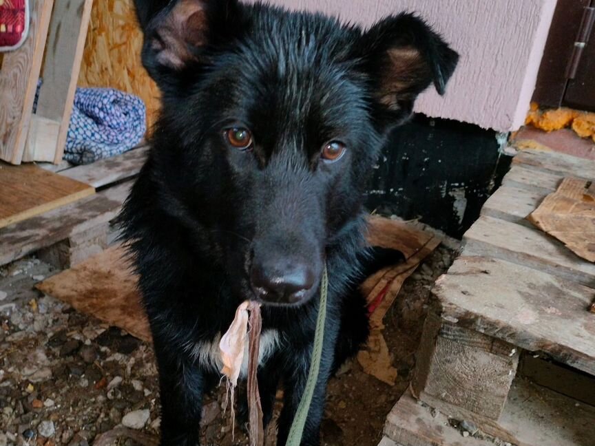 Собака в добрые руки