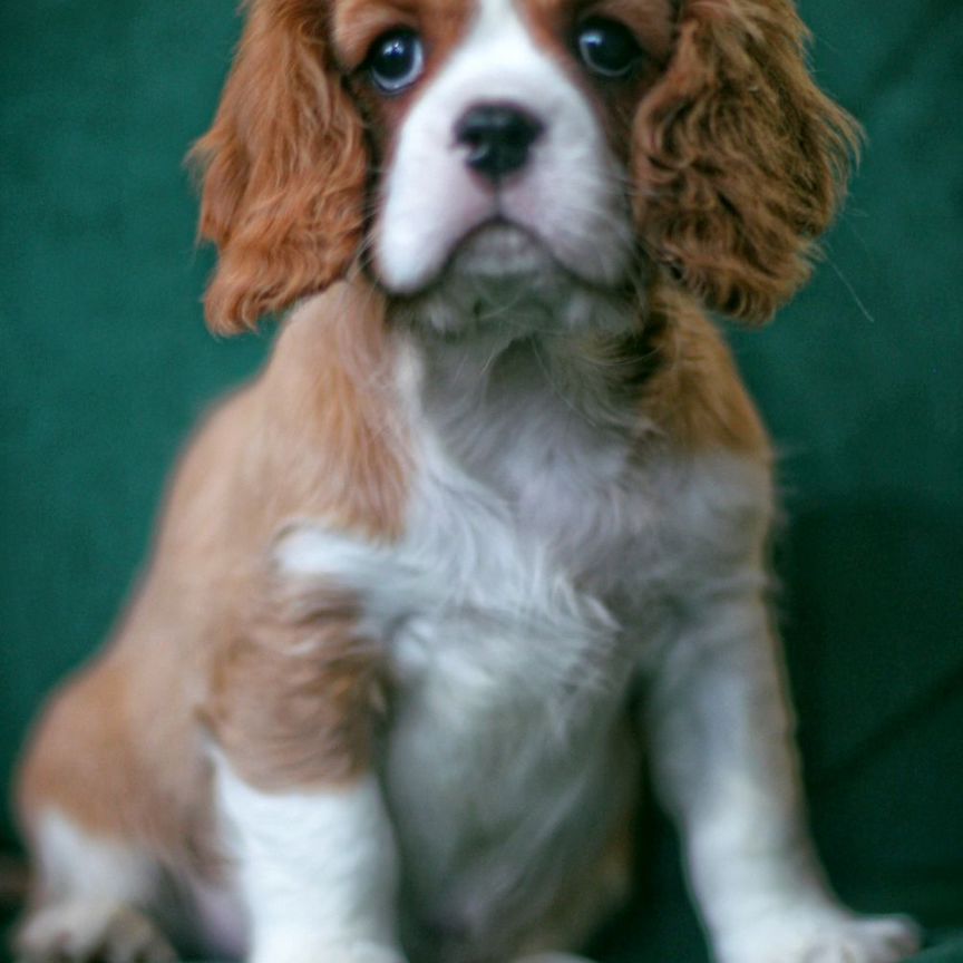 Кавалер кинг-чарльз-спаниель, щенок