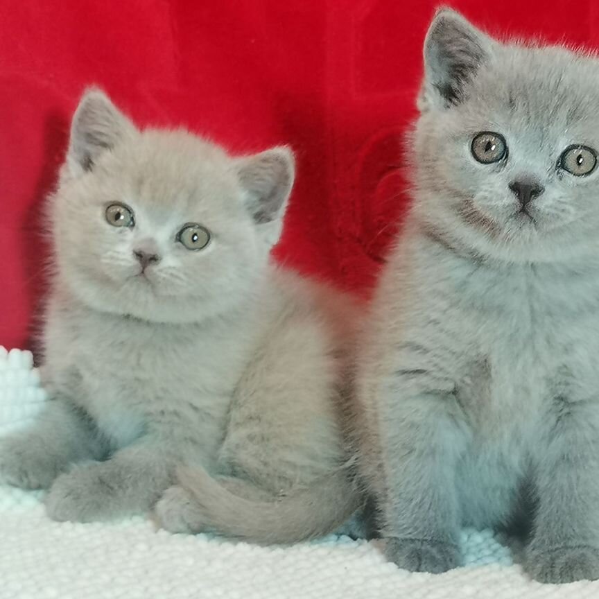 Британский короткошёрстный котёнок