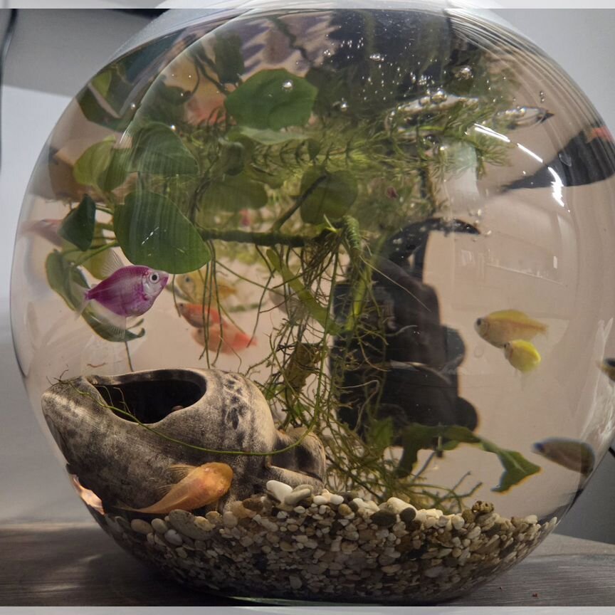 Готовый аквариум с рыбками
