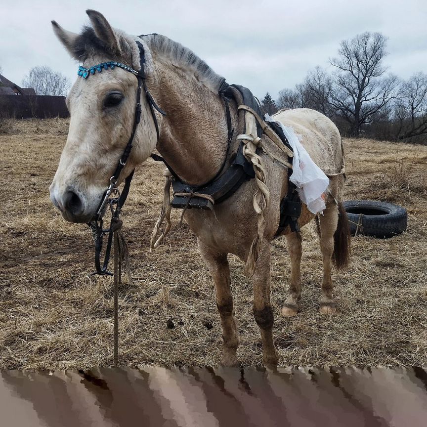 Хомут для лошади