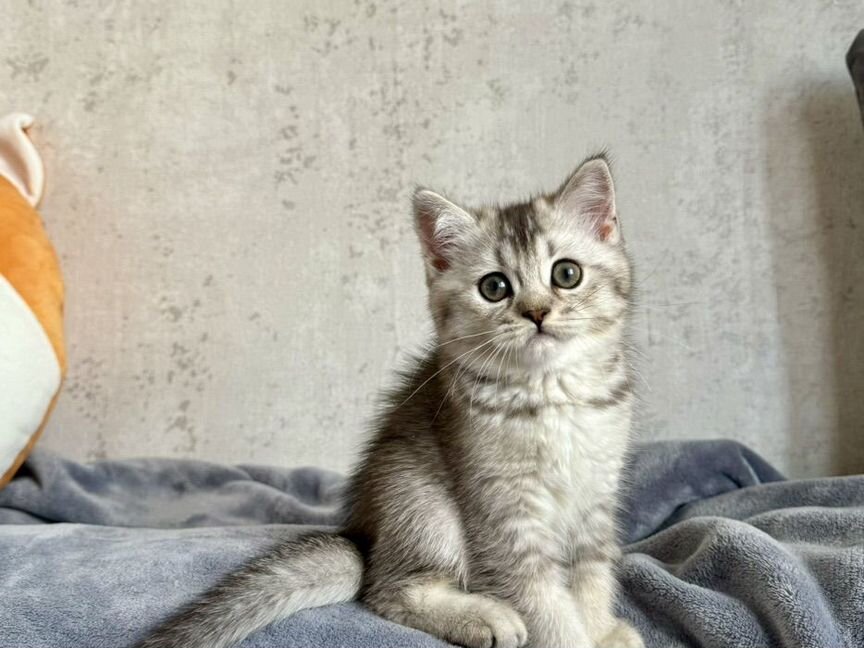 Шотландские котята с документами