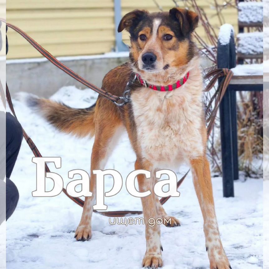 Взрослая собака в добрые руки