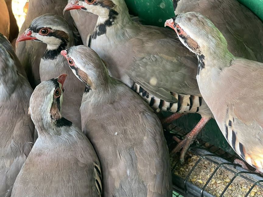 Азиатские каменные куропатки (кеклики)