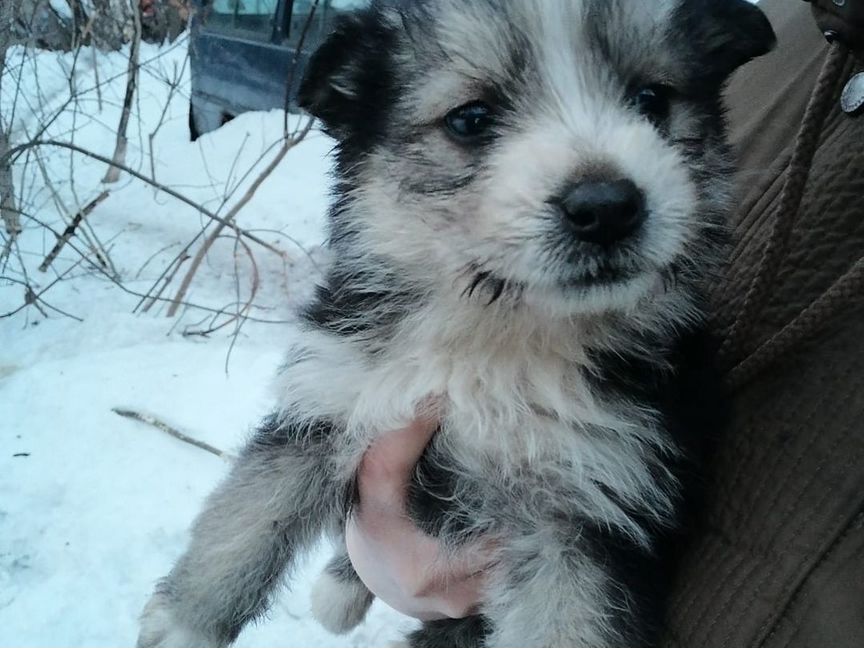 Щенки на охрану и для души