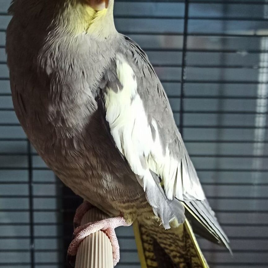 Корелла самка 1 год