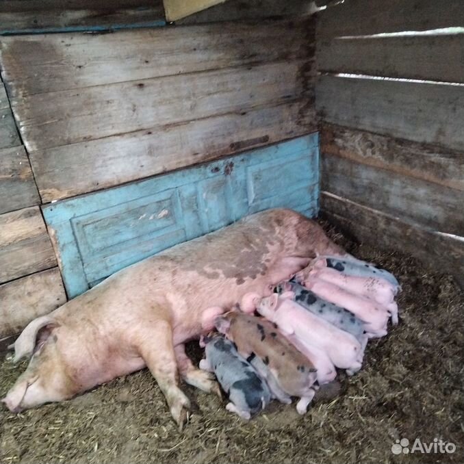 Поросята Свинья ландрас,хряк пьетрен,возр