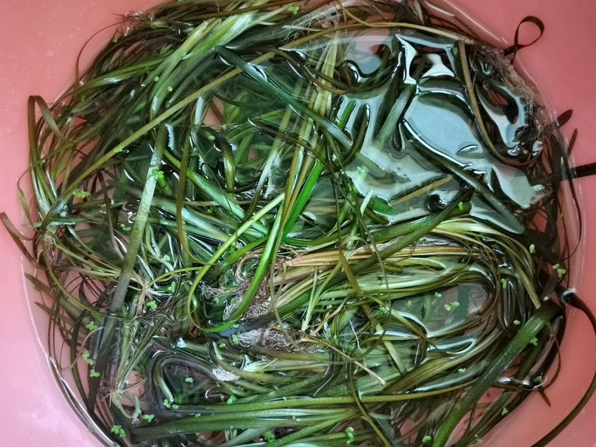 Валеснерия после прополки