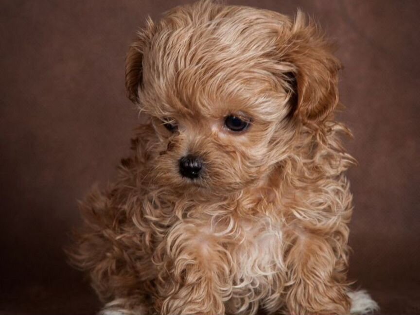 Супер детки мальтипу