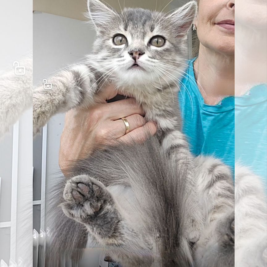 Котёнок в добрые руки