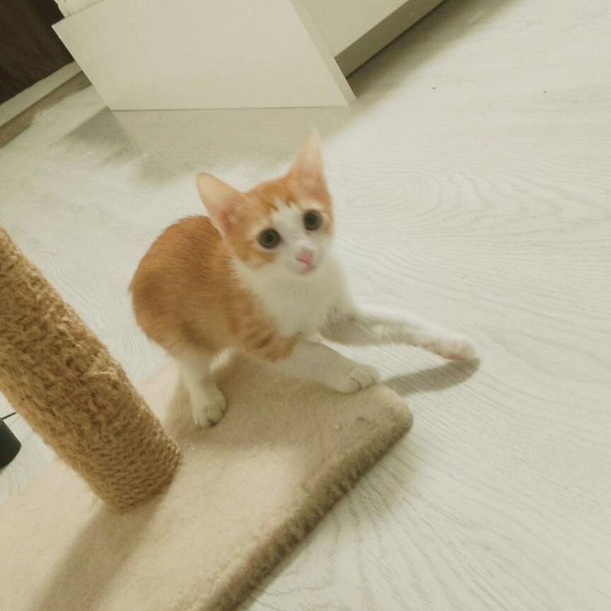 Котика продаём