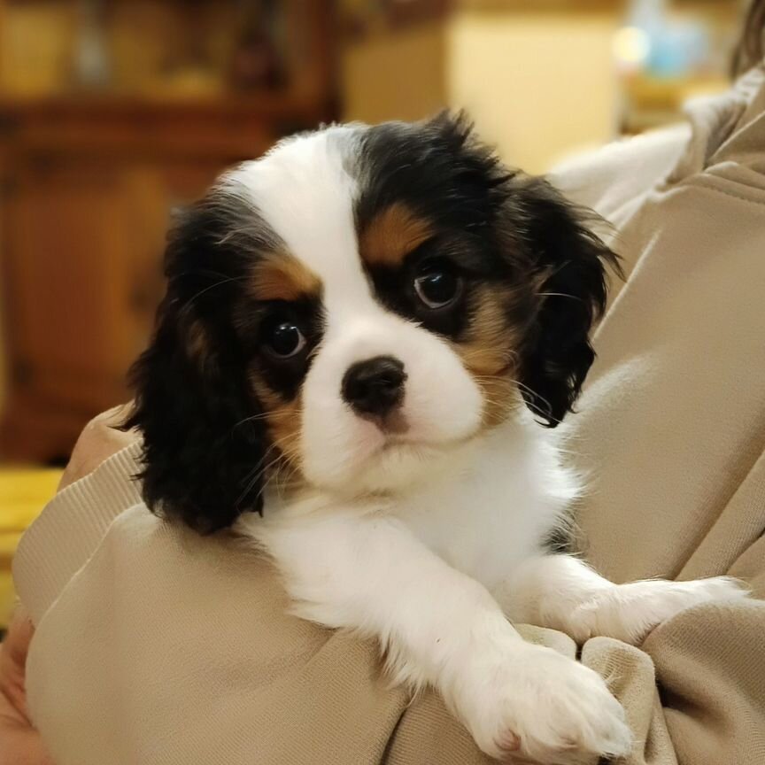 Девочка Кавалер Кинг Чарльз спаниеля