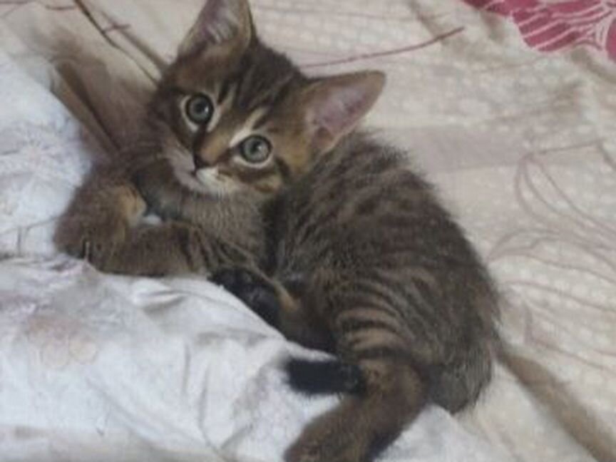 Котенок в добрые руки