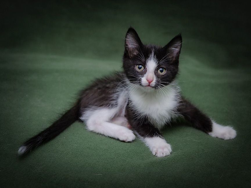 Кузьмич (1,5 мес) харизматичный пацан ищет дом