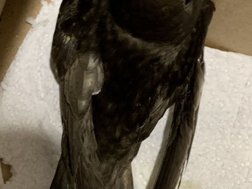 Стриж на передержку