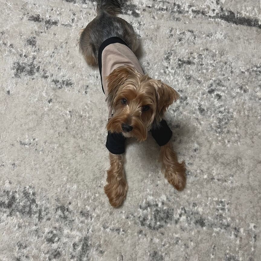 Йоркширский терьер мальчик 1,5 года