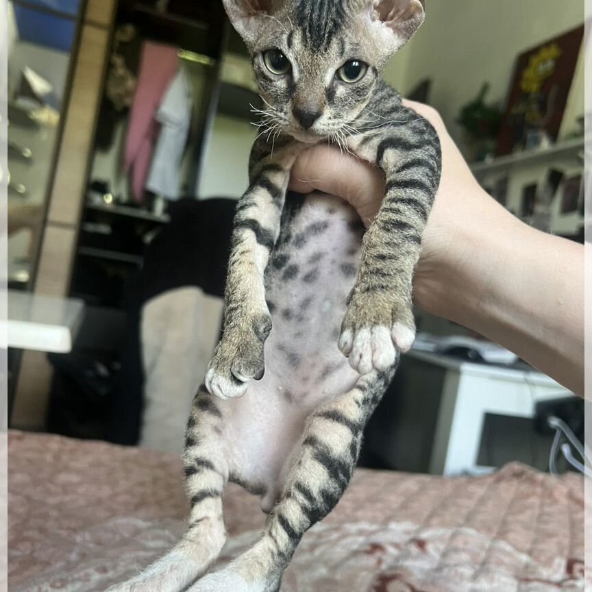 Канадский сфинкс котёнок