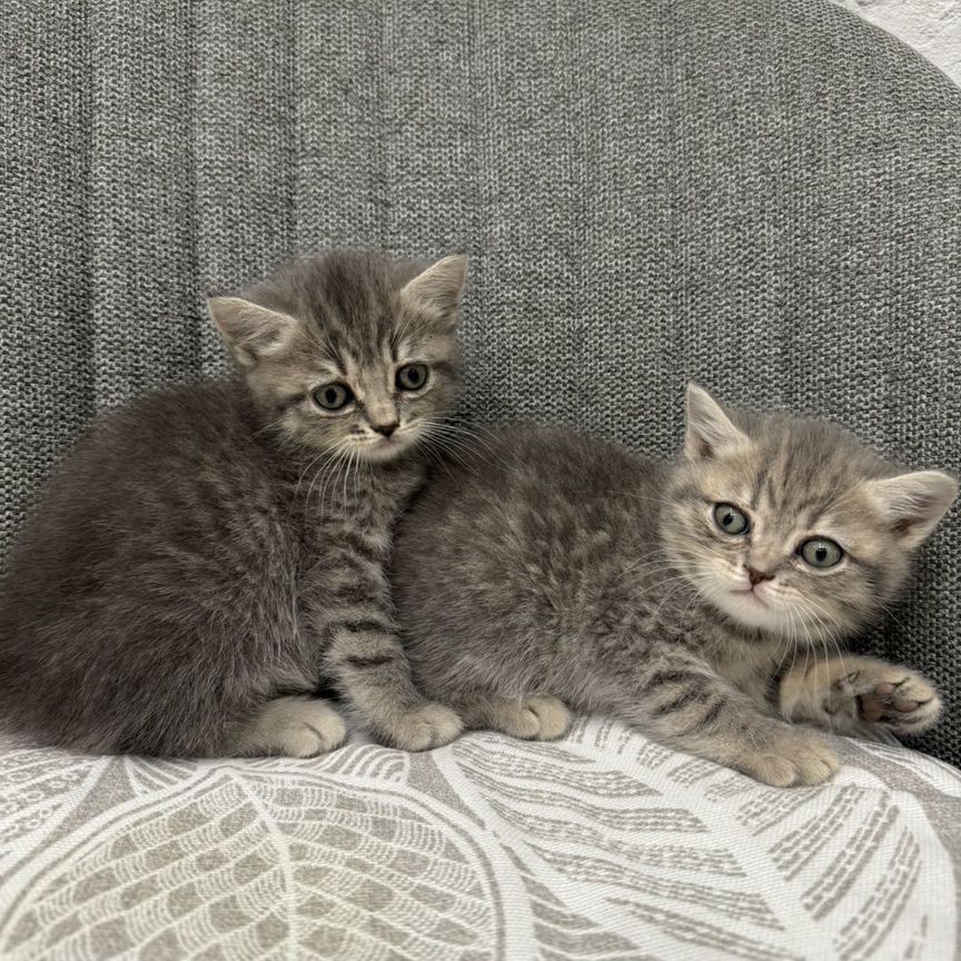 Британские крошки