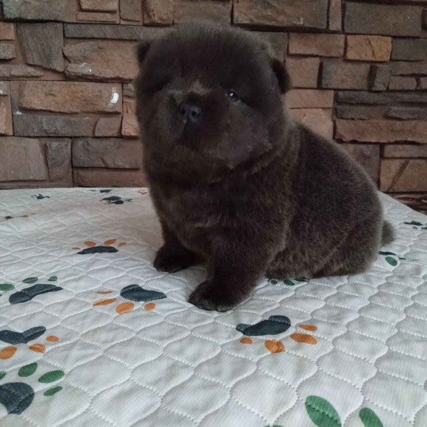 Дама сердца