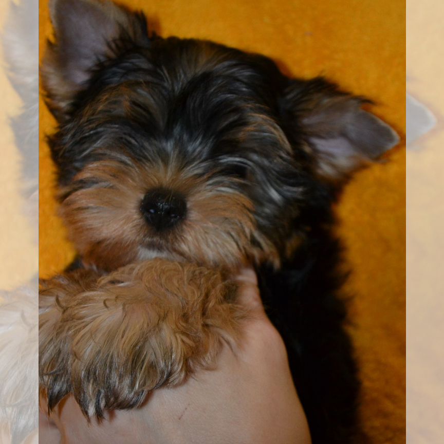 Йоркширский терьер, щенок