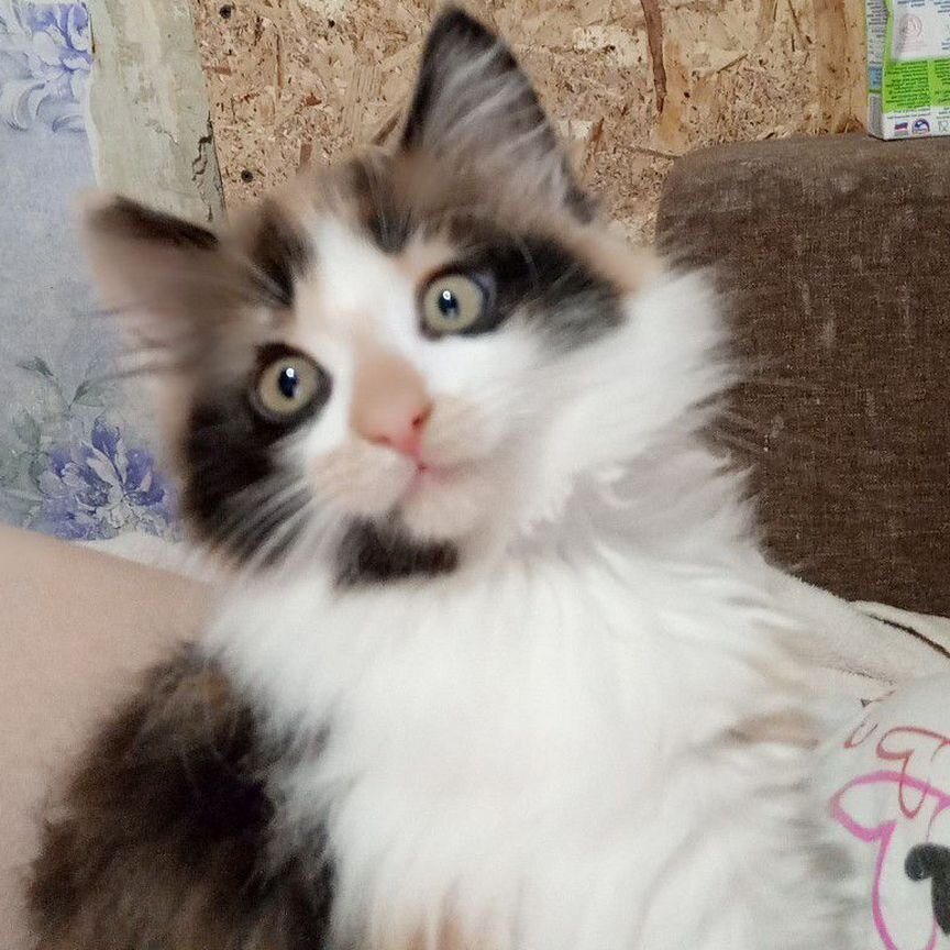 Котёнок в добрые руки