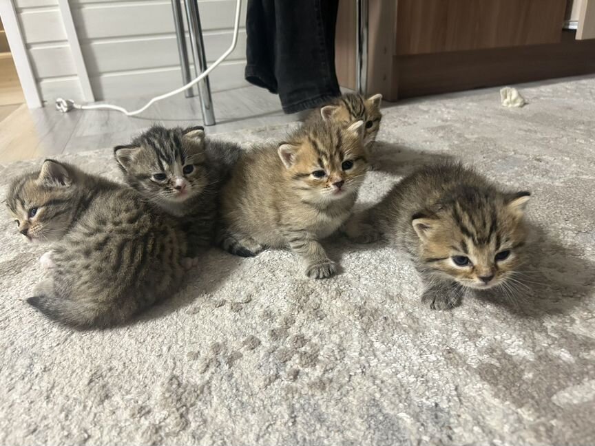 Шотлатдские 3 кошечки и кот