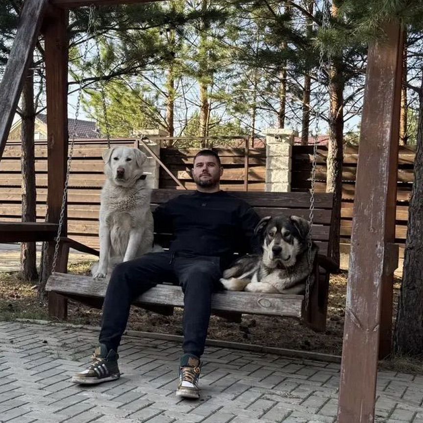 Среднеазиатская овчарка, взрослый пёс