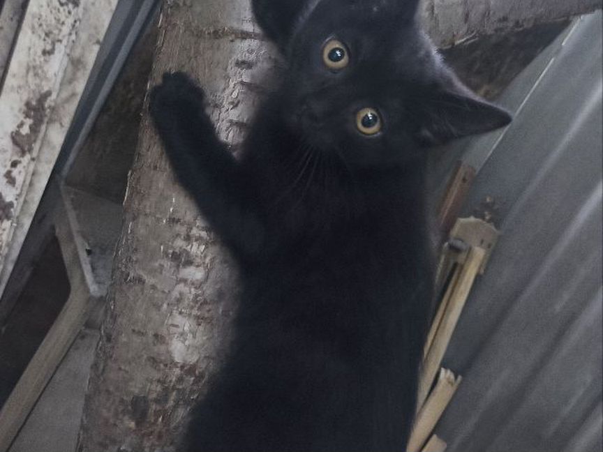 Котятки в добрые руки