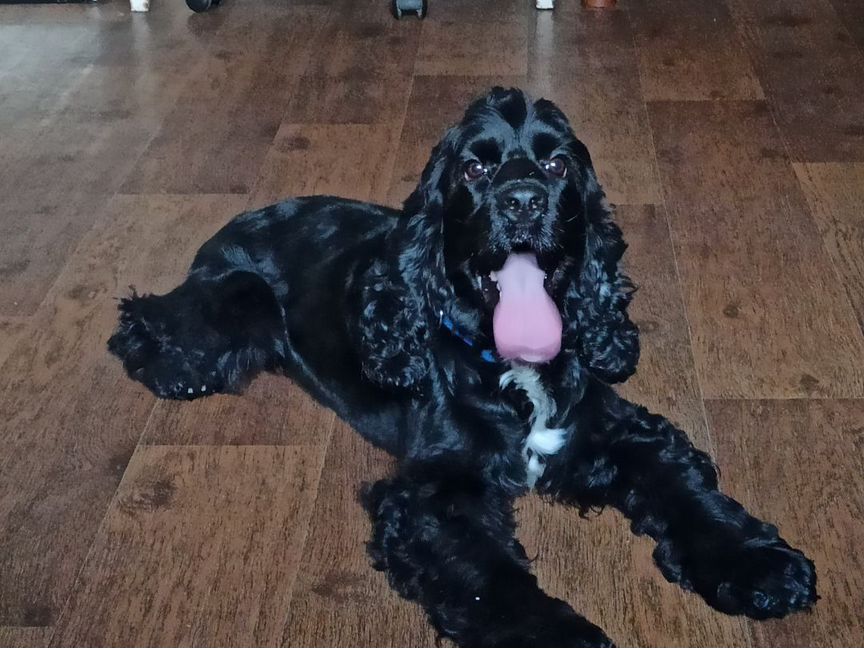 Вязка английский кокер спаниель