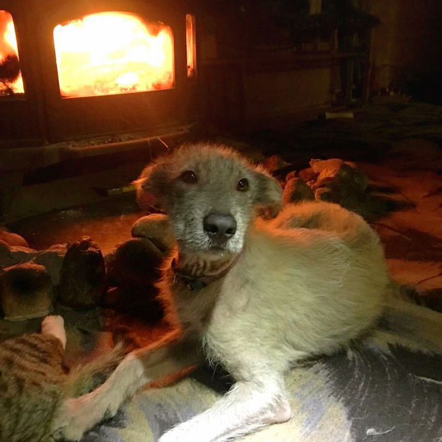 Щенок в добрые руки бесплатно