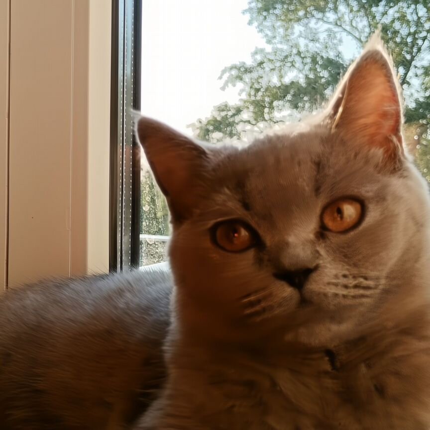 Британский короткошёрстный котёнок