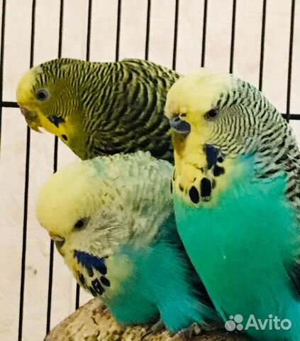 Волнистый попугай чех получех