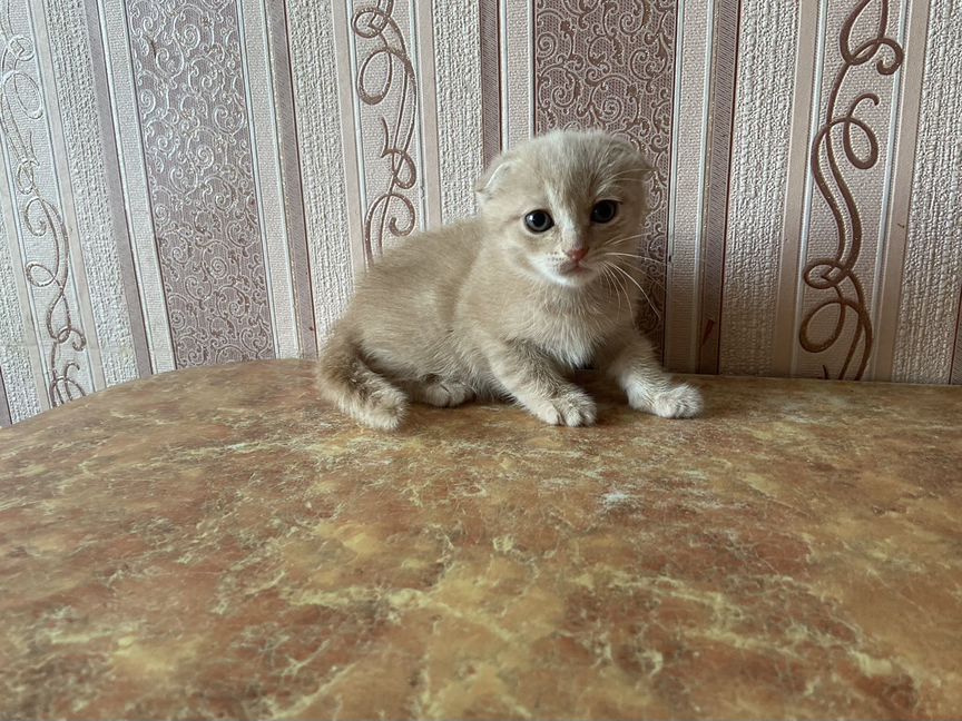 Вислоухие котята бесплатно в хорошие руки