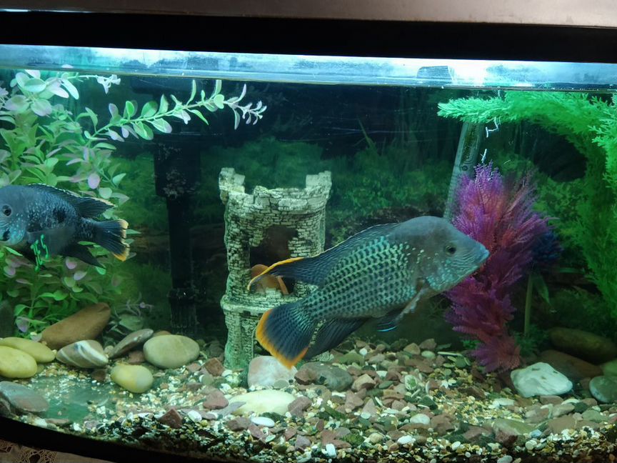Аквариум с рыбками