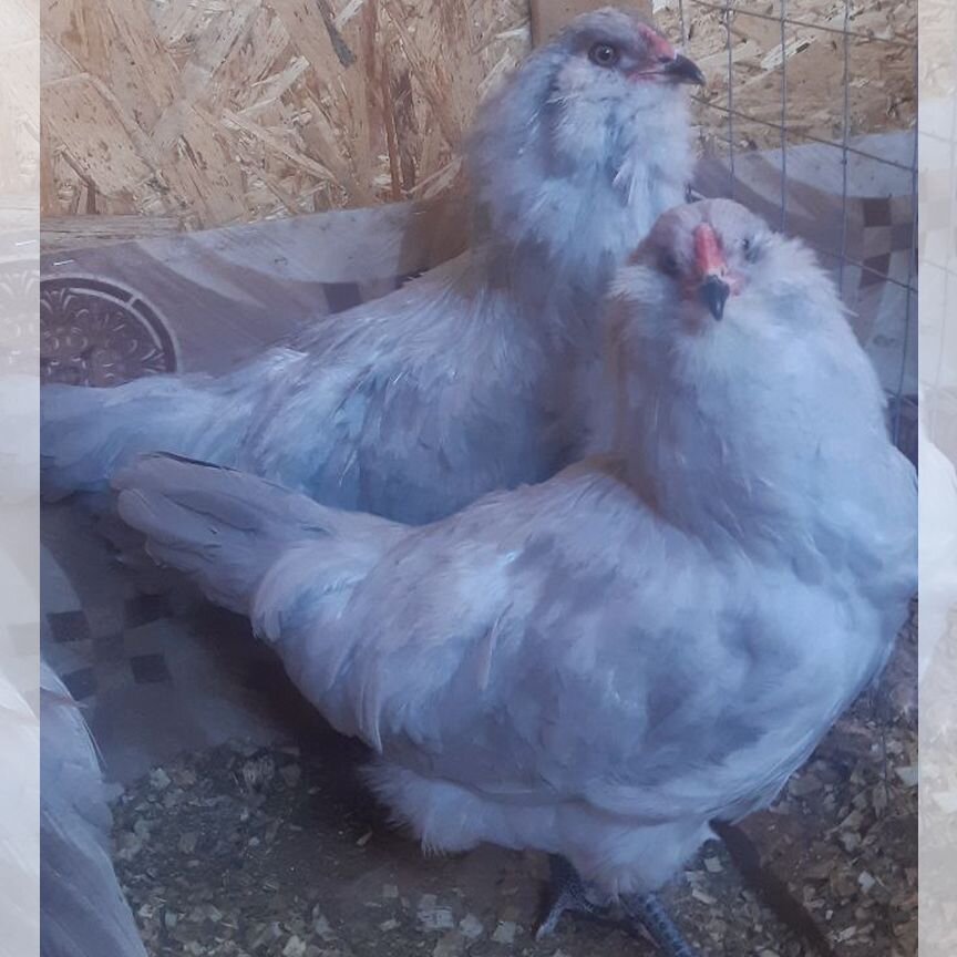 Петушки Амераукана Лаванда