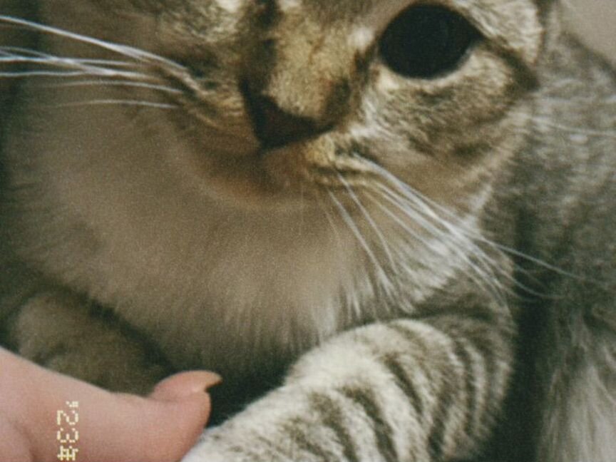 Британский кот