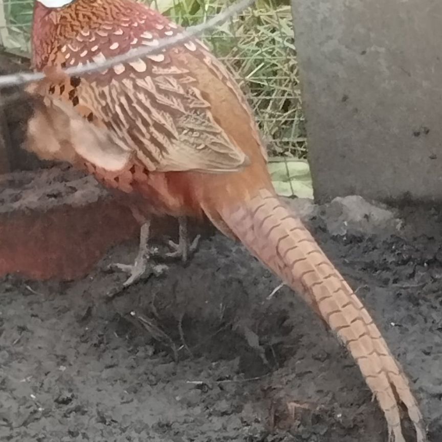 Фазан охотничий