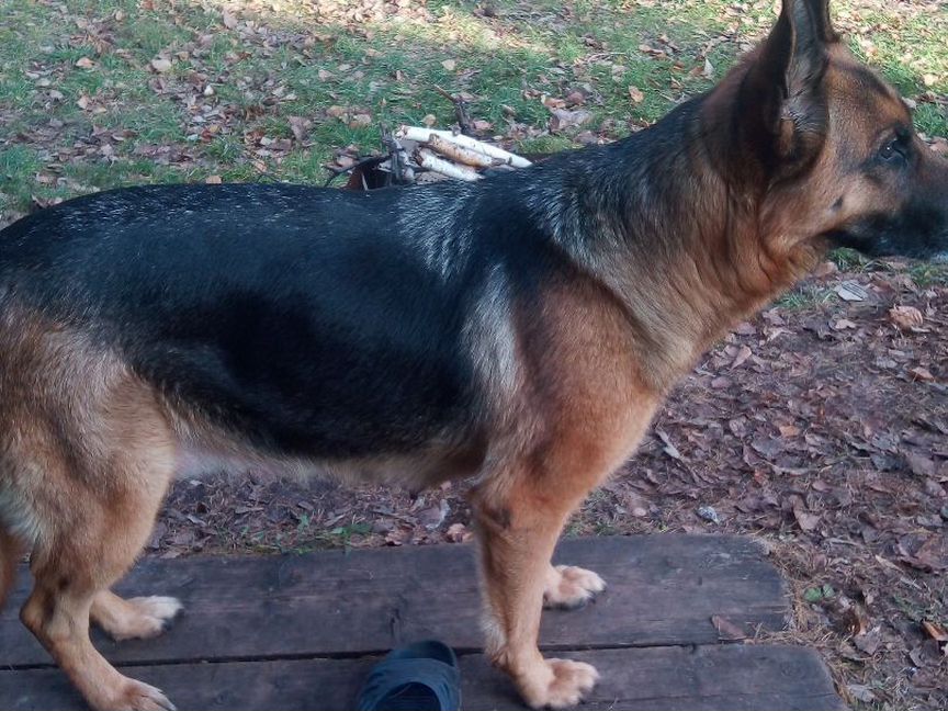 Щенки немецкой овчарки рабочего разведения