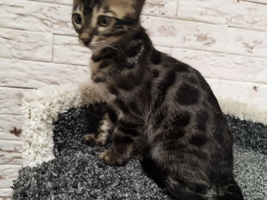 Бенгальская кошка