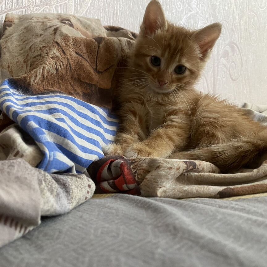 Котики маленькие