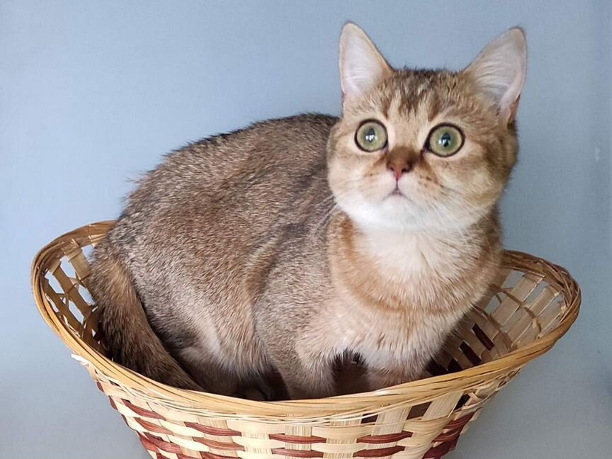 Золотая шиншилла
