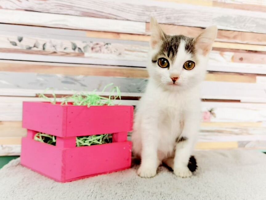 Котёнок ищем маму