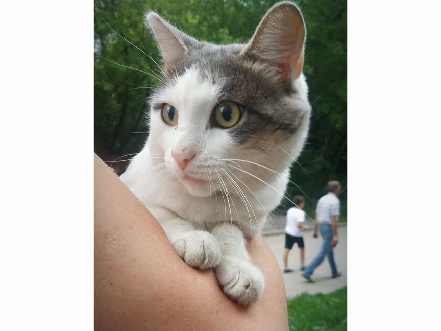 Кот 1 год мышелов кастрирован