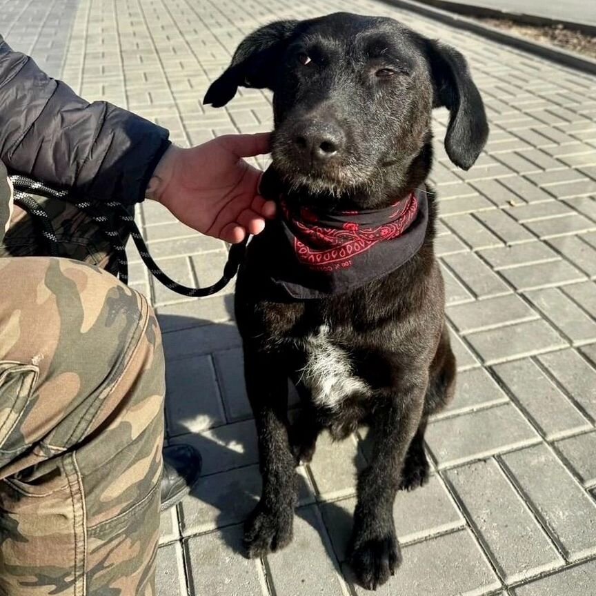 Отлчный песик готов стать вашим другом